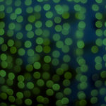 Evergreen - Equinox Open Library Initiative